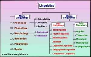 Branches of Linguistics | Micro vs Macro Linguistics - Literary English